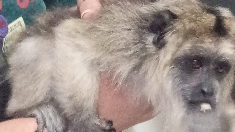 AMBIENTE: Un mono Carayá ingresó al Centro de Conservación de Vida ...